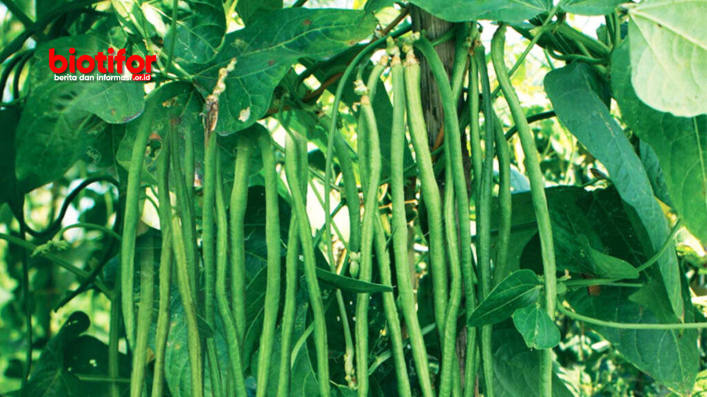 Manfaat Daun Kacang Panjang : Keajaiban Kesehatan Yang Tak Terduga!