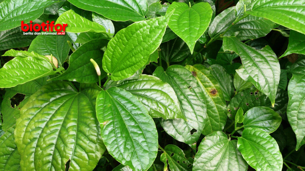 Manfaat Daun Karuk Untuk Kesehatan Dan Lingkungan