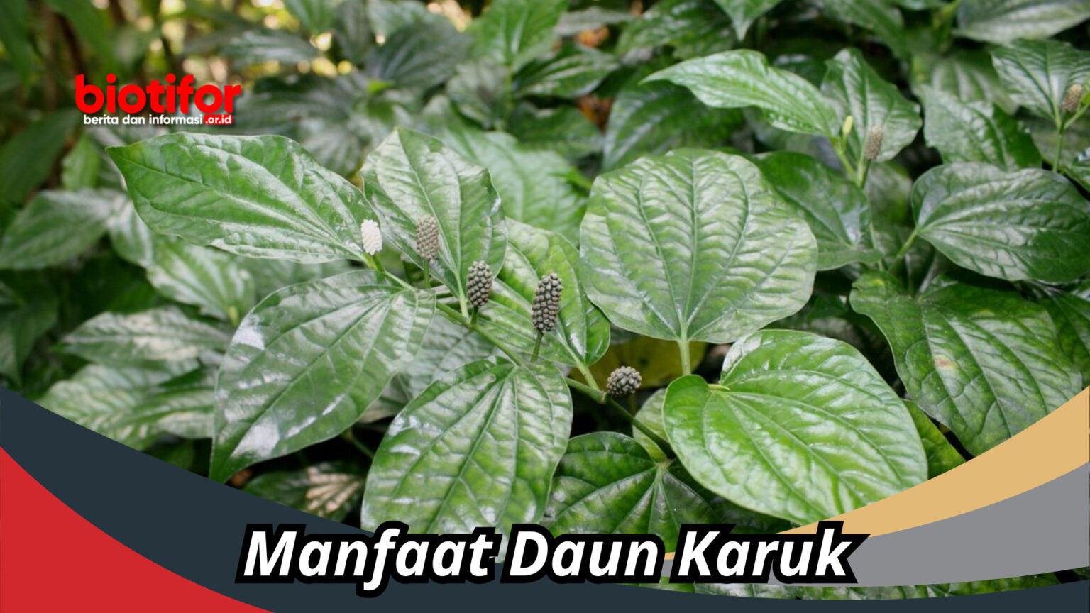 Manfaat Daun Mimba: Kaya Nutrisi dan Khasiat Luar Biasa