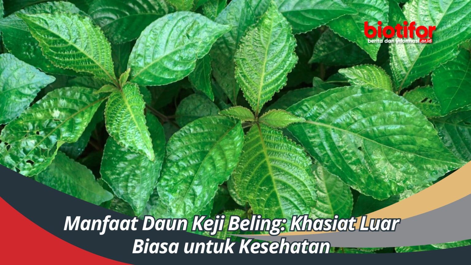 Manfaat Daun Kratom untuk Kesehatan dan Efek Sampingnya - Biotifor