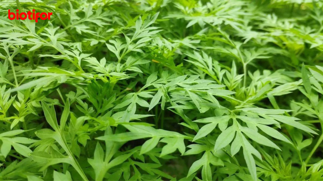 Manfaat Daun Kenikir untuk Pria: Kesehatan dan Kesejahteraan - Biotifor