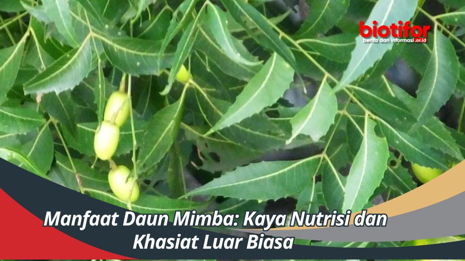 Manfaat Daun Mimba: Kaya Nutrisi dan Khasiat Luar Biasa