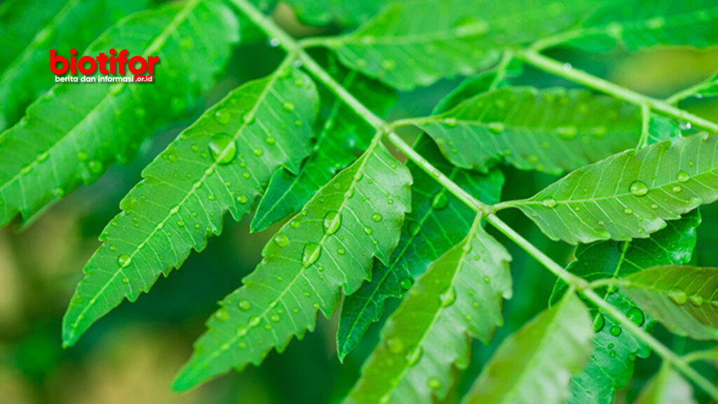 Bukan Sekadar Daun Biasa! Ini Manfaat Daun Mindi Yang Tersembunyi