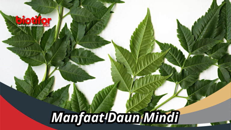 Bukan Sekadar Daun Biasa! Ini Manfaat Daun Mindi Yang Tersembunyi