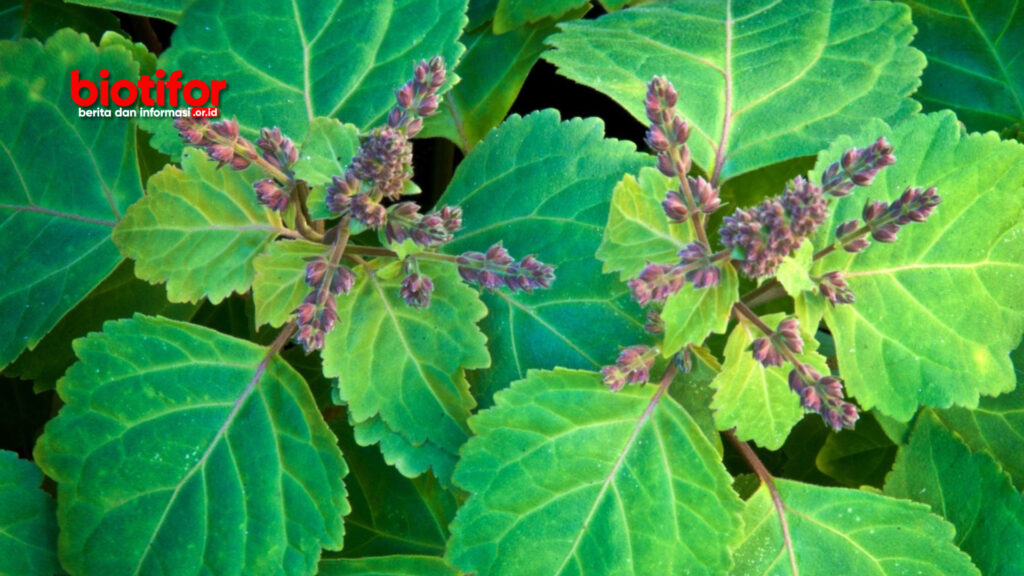 Manfaat Daun Nilam Yang Tak Terbantahkan!