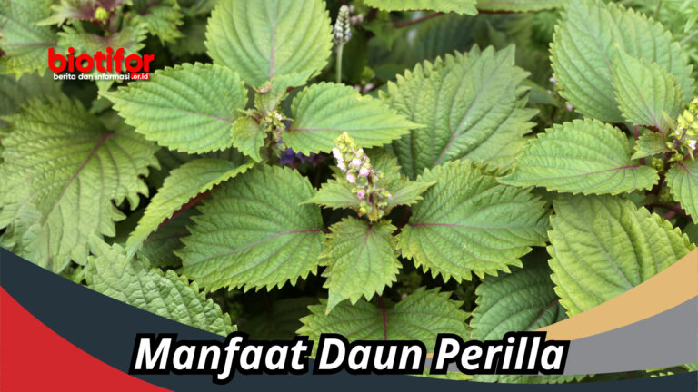 Rahasia Cantik Alami Dan Awet Muda : Manfaat Daun Perilla