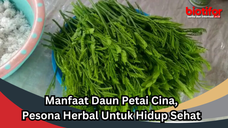 Manfaat Daun Petai Cina, Pesona Herbal Untuk Hidup Sehat - Biotifor