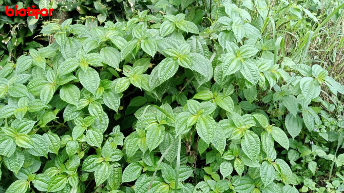 Manfaat Daun Pohpohan: Keajaiban Alam yang Tersembunyi - Biotifor