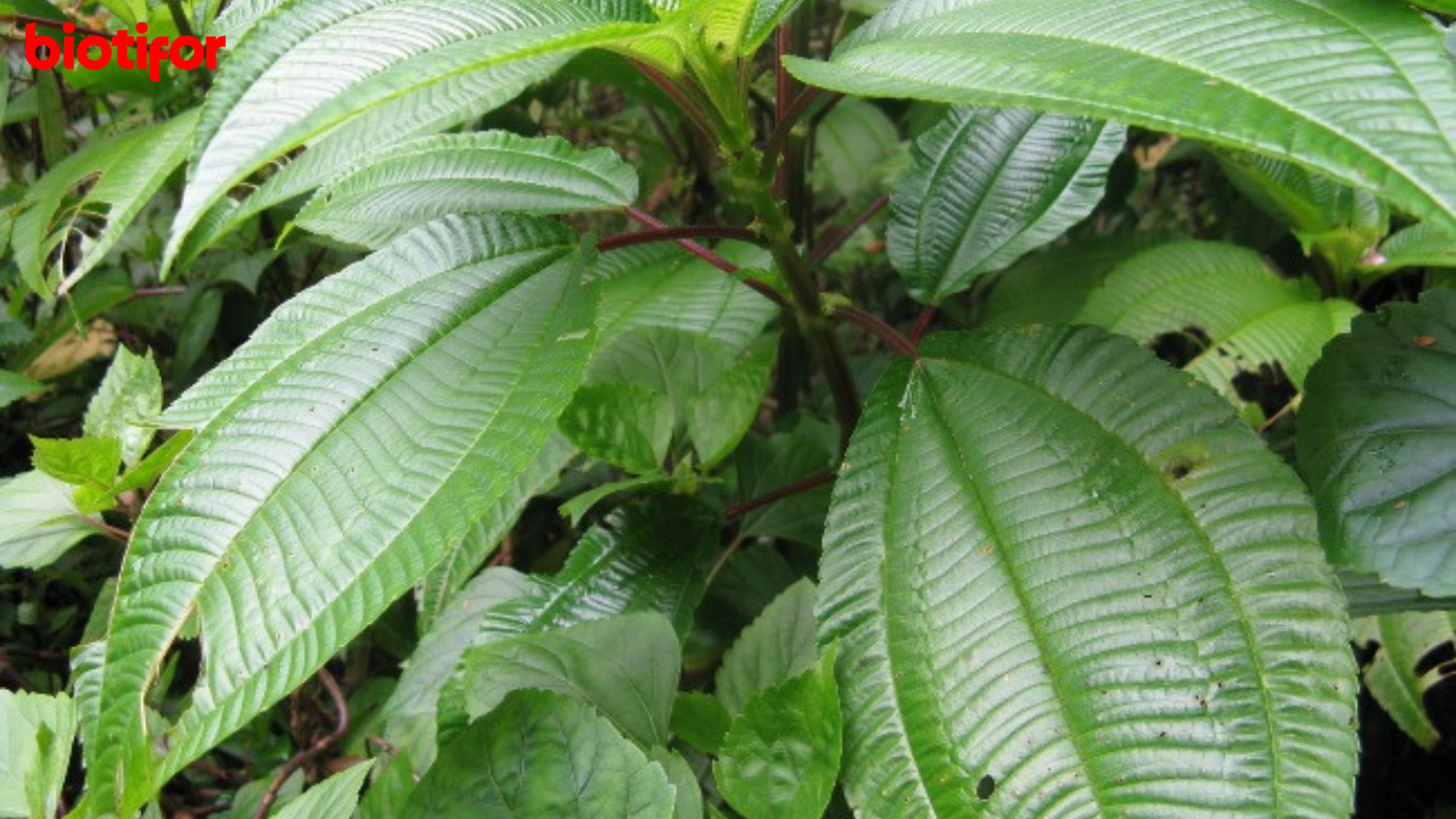 Manfaat Daun Pohpohan: Keajaiban Alam yang Tersembunyi - Biotifor