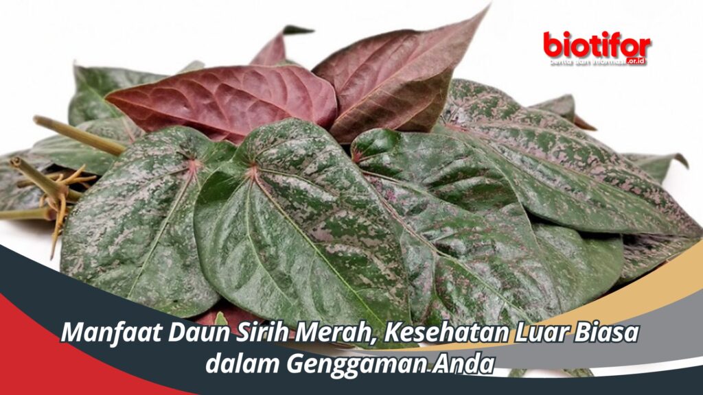 Manfaat Daun Sirih Merah, Kesehatan Luar Biasa dalam Genggaman Anda