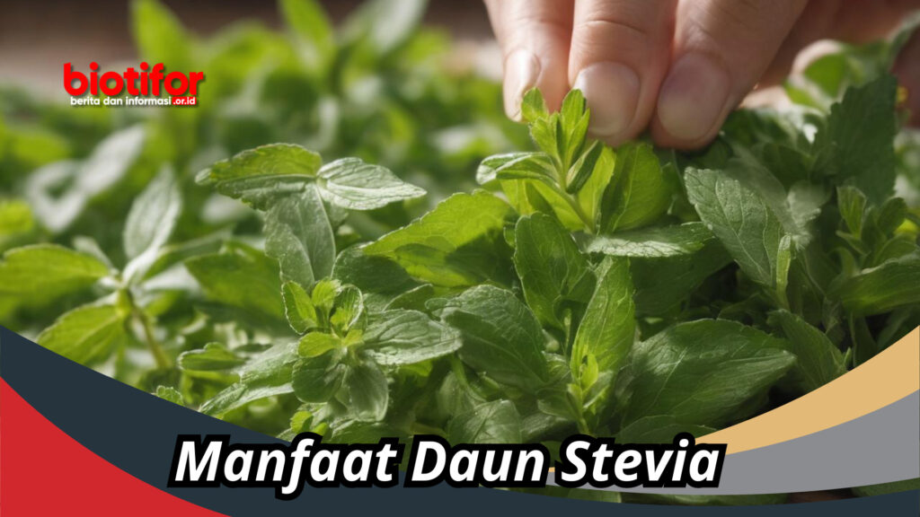 Manfaat Daun Stevia Dan Cara Penggunaannya - Biotifor