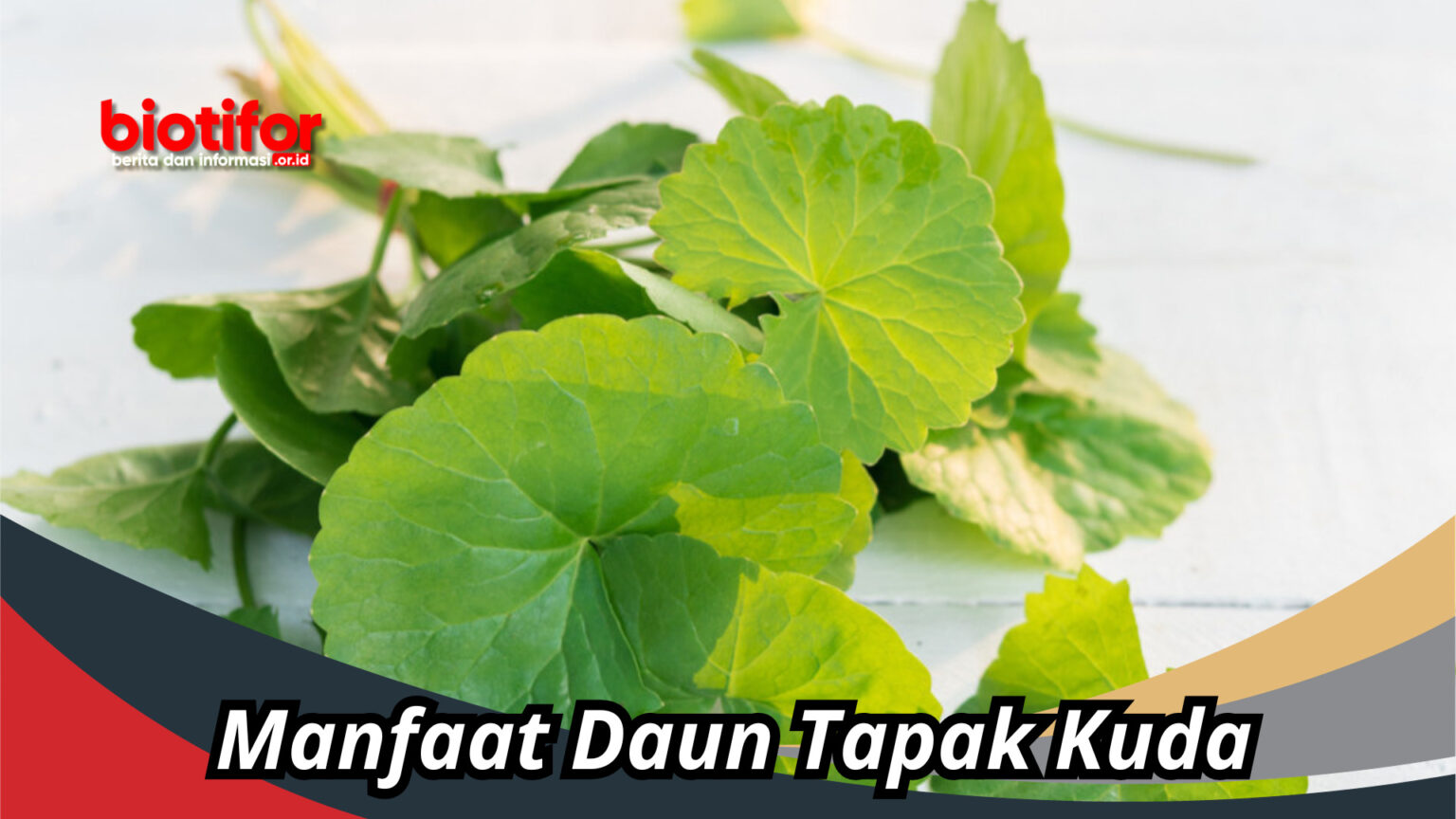 Manfaat Daun Tapak Kuda : Apotek Alam Yang Tersembunyi - Biotifor