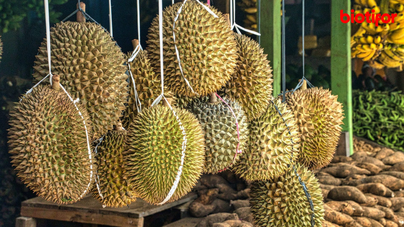 Manfaat Durian untuk Diet, Kelezatan yang Sehat! - Biotifor