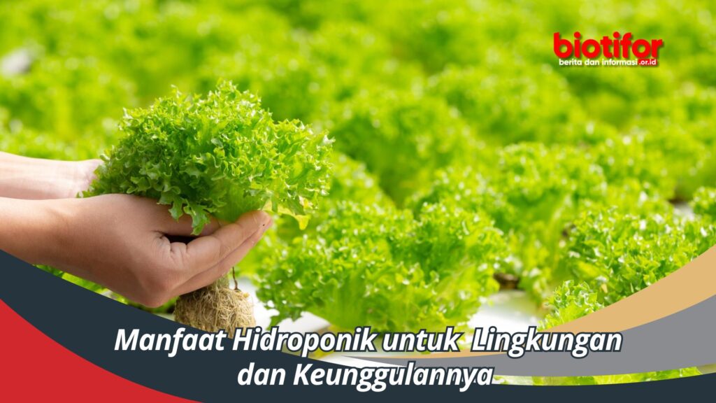 Manfaat Hidroponik untuk Lingkungan dan Keunggulannya Manfaat Hidroponik untuk Lingkungan dan Keunggulannya