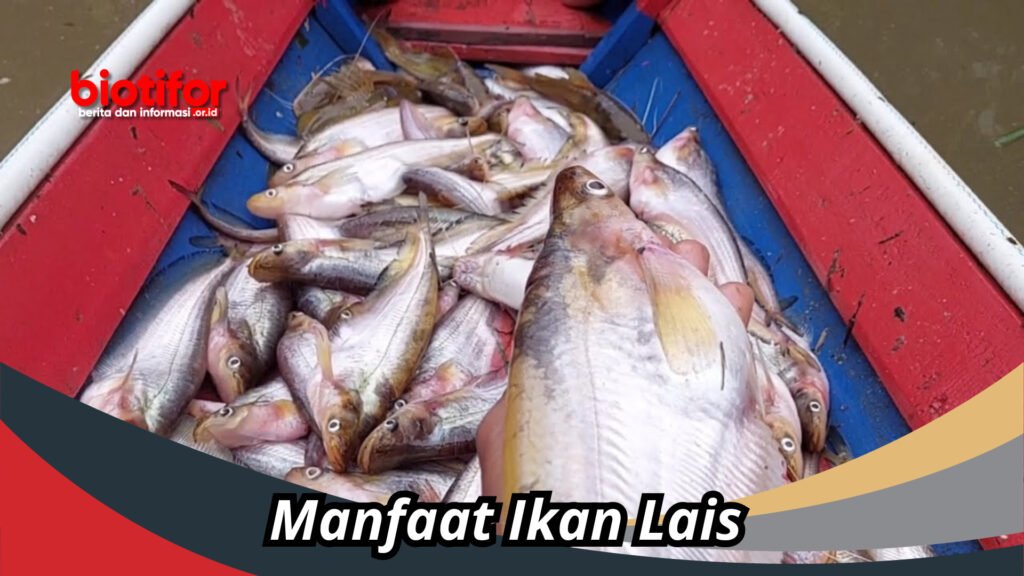 Manfaat Ikan Lais : Misteri Kesehatan Dibalik Kelezatan - Biotifor