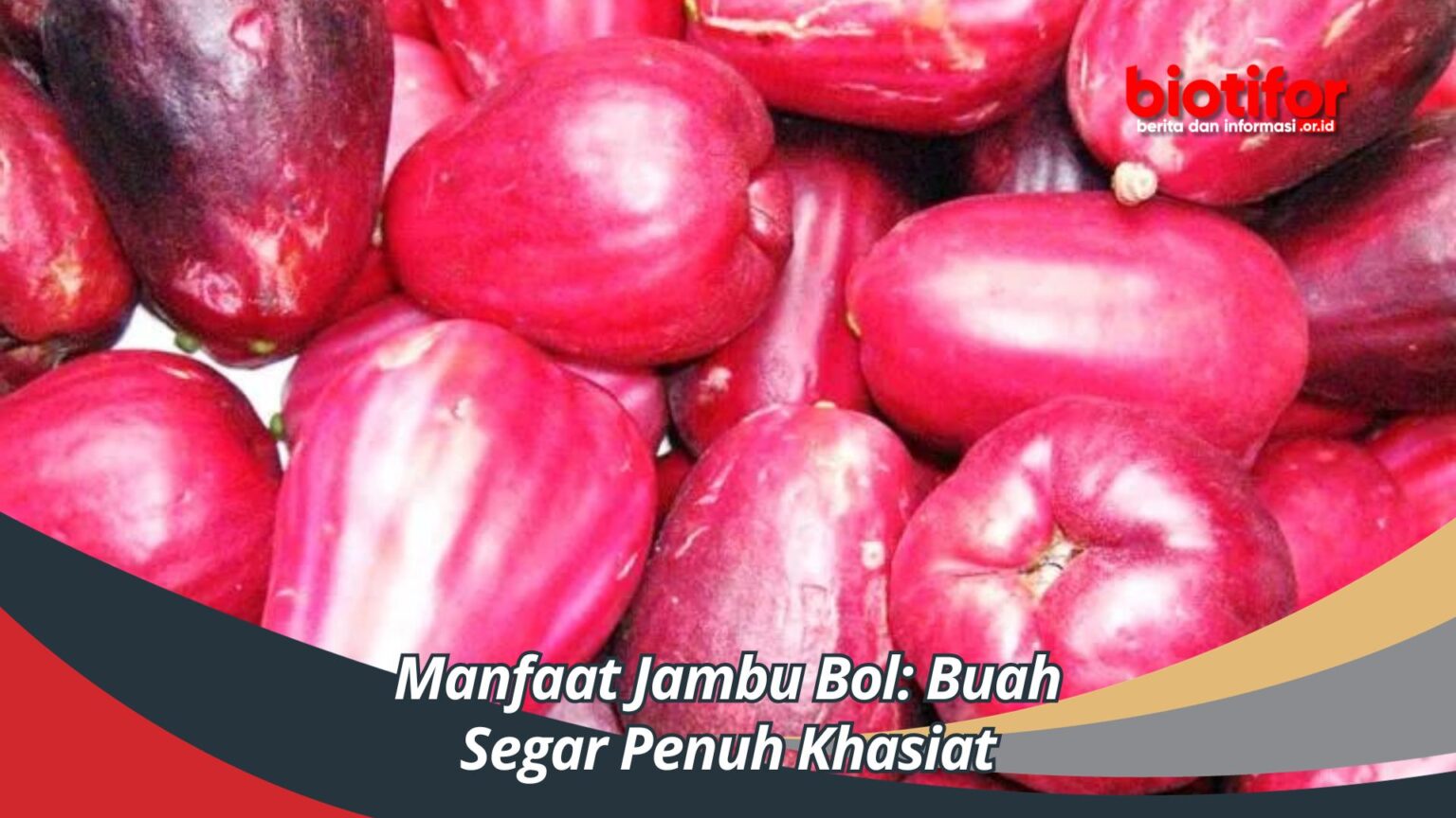 Manfaat Jambu Bol: Buah Segar Penuh Khasiat