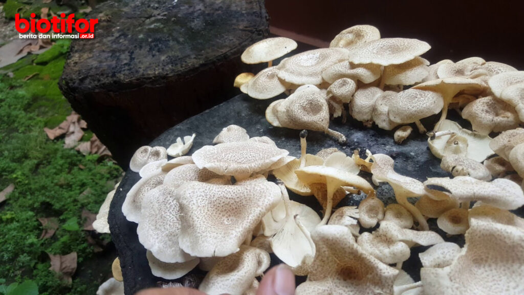 Manfaat Jamur Kayu, Rahasia Kekayaan Alam - Biotifor