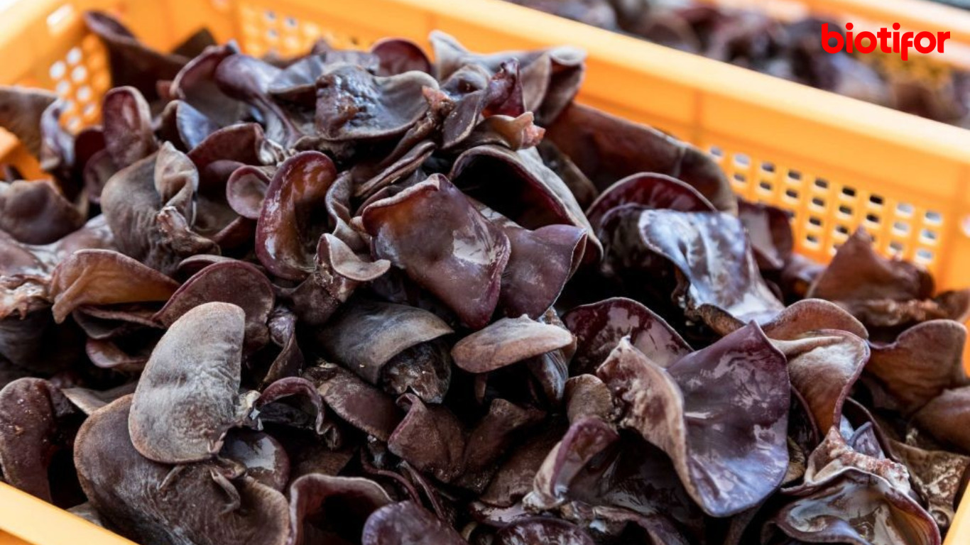 Manfaat Jamur Kuping: Keajaiban Kesehatan yang Terlupakan - Biotifor