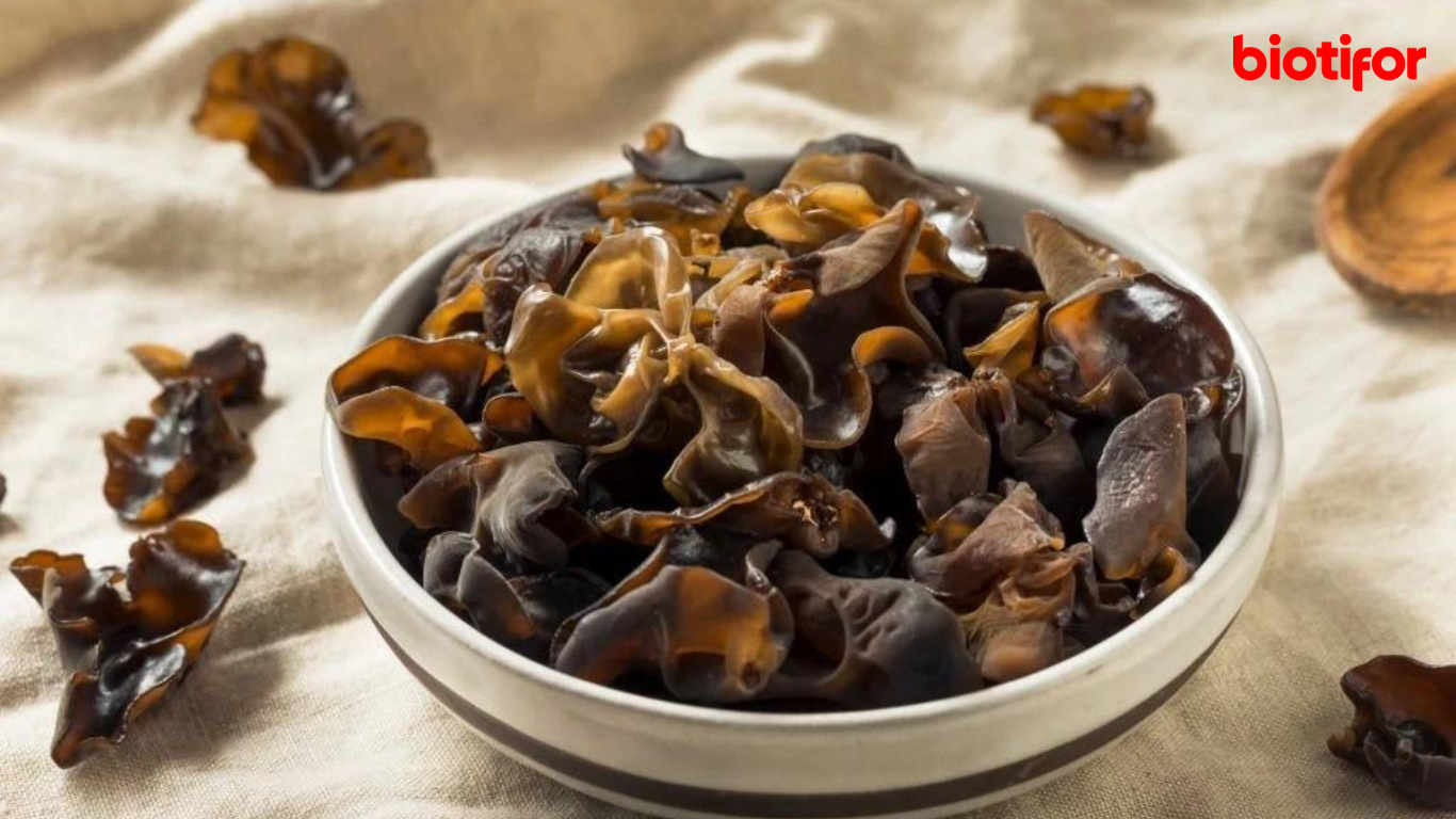 Manfaat Jamur Kuping: Keajaiban Kesehatan yang Terlupakan - Biotifor