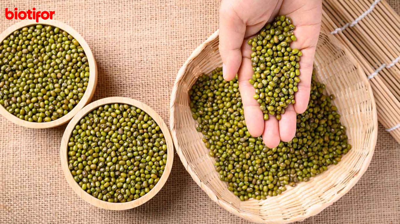 Manfaat Kacang Hijau untuk Ibu Hamil - Biotifor
