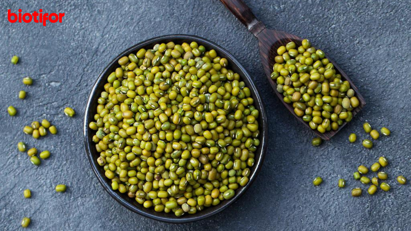 Manfaat Kacang Hijau untuk Perkutut, Khasiat Luar Biasa! - Biotifor