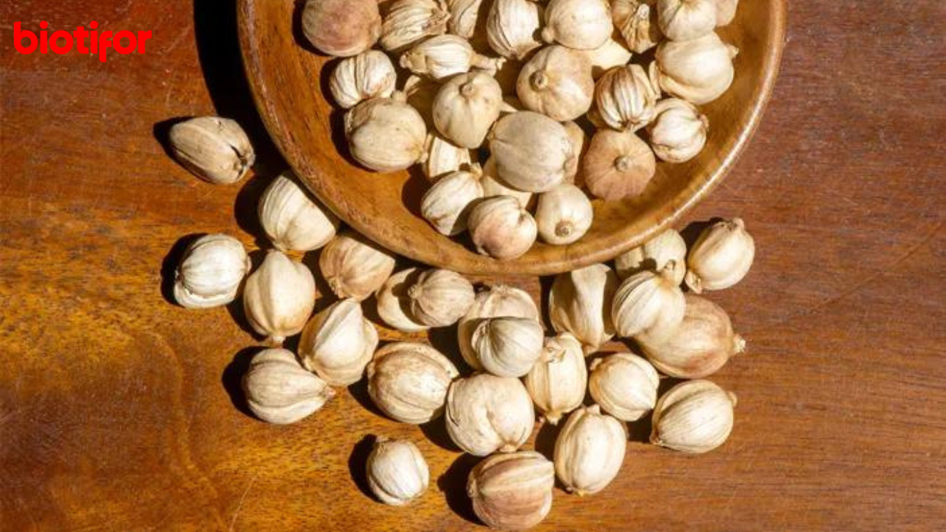 Manfaat Kapulaga untuk Wanita: Kesehatan dan Kecantikan - Biotifor