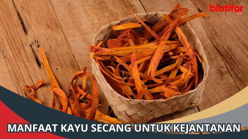 Manfaat Kayu Bajakah: Keajaiban Herbal dari Hutan Tropis - Biotifor