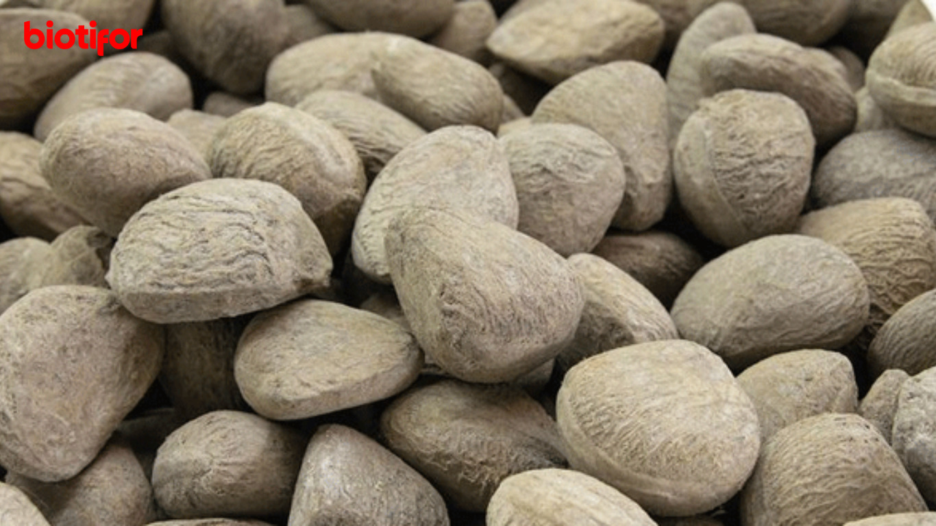 5 Manfaat Kluwek Bagi Kesehatan - Biotifor