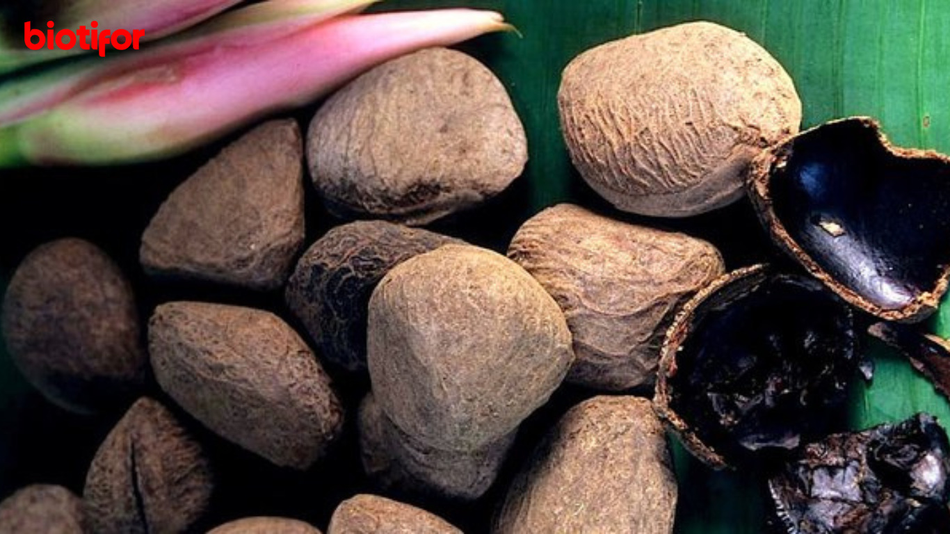 5 Manfaat Kluwek Bagi Kesehatan - Biotifor