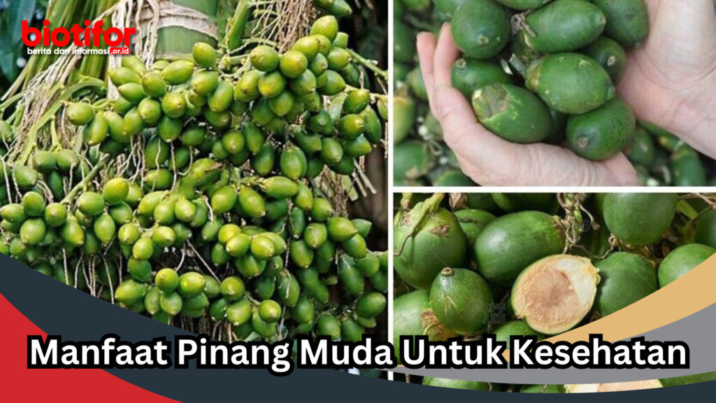 Manfaat Pinang Muda Untuk Kesehatan - Biotifor