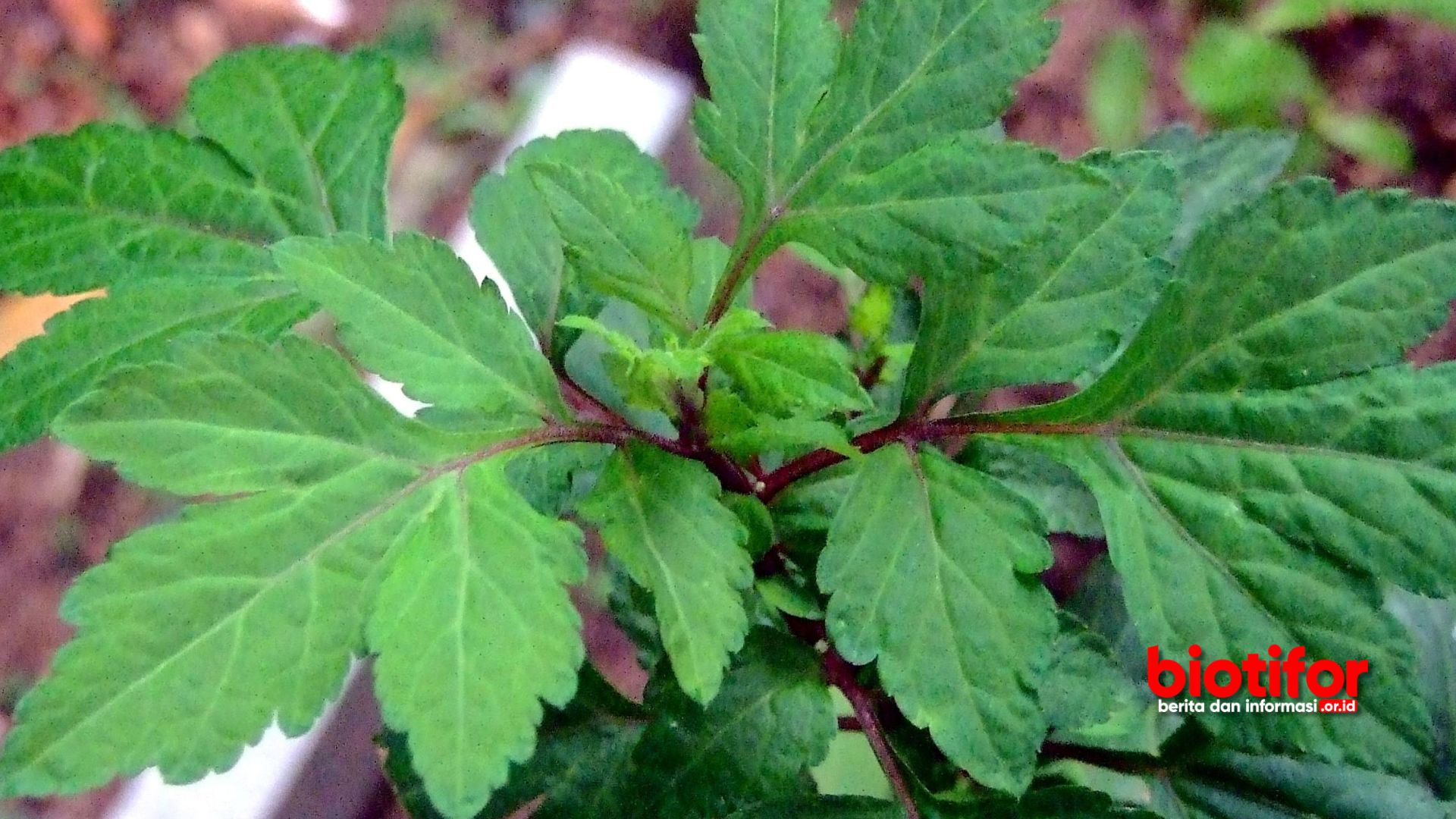 Pentingnya Mengetahui Manfaat Purwoceng untuk Kesehatan Anda