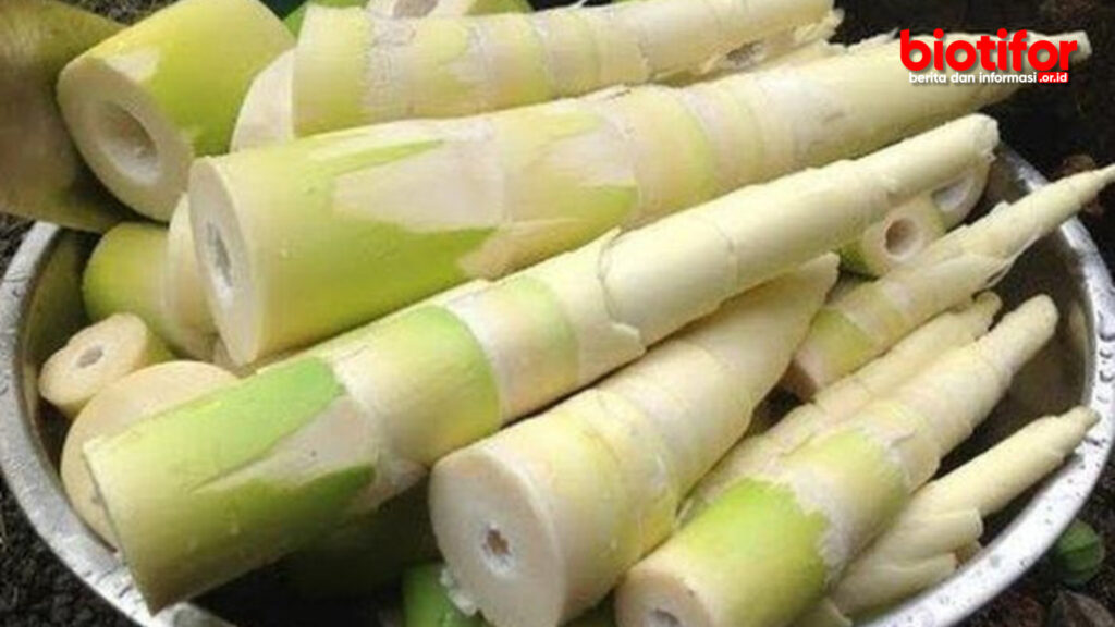 Manfaat Rebung Bambu Kuning, Pesona Kesehatan Alami - Biotifor