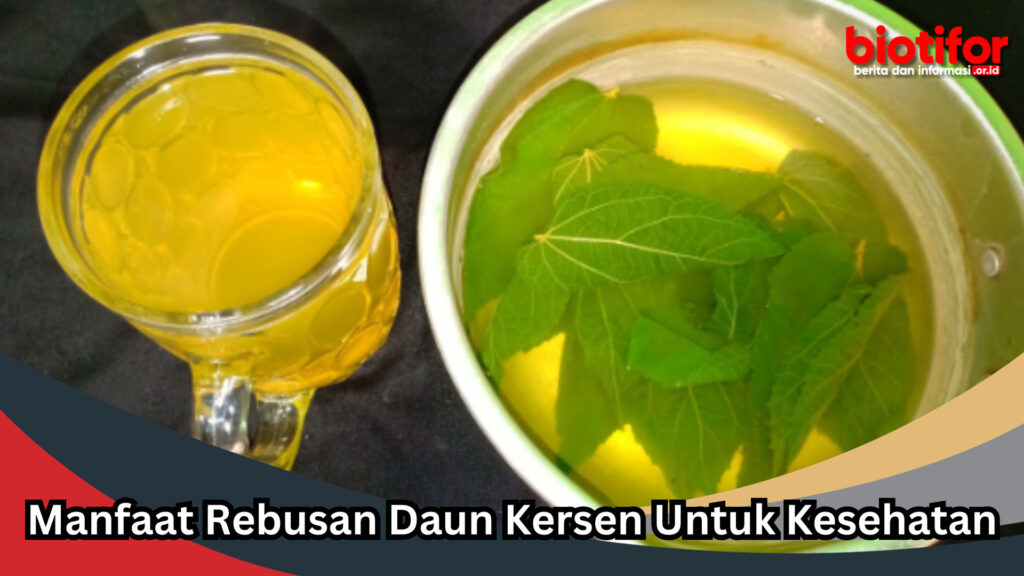 Manfaat Rebusan Daun Kersen Untuk Kesehatan - Biotifor