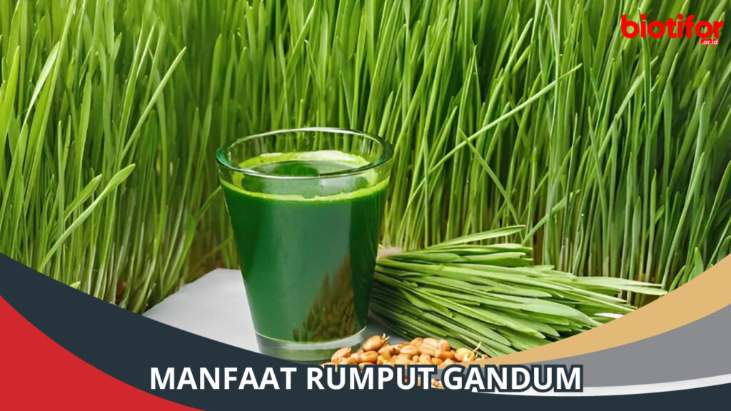 Manfaat Rumput Gandum: Keajaiban Kesehatan yang Tersembunyi - Biotifor
