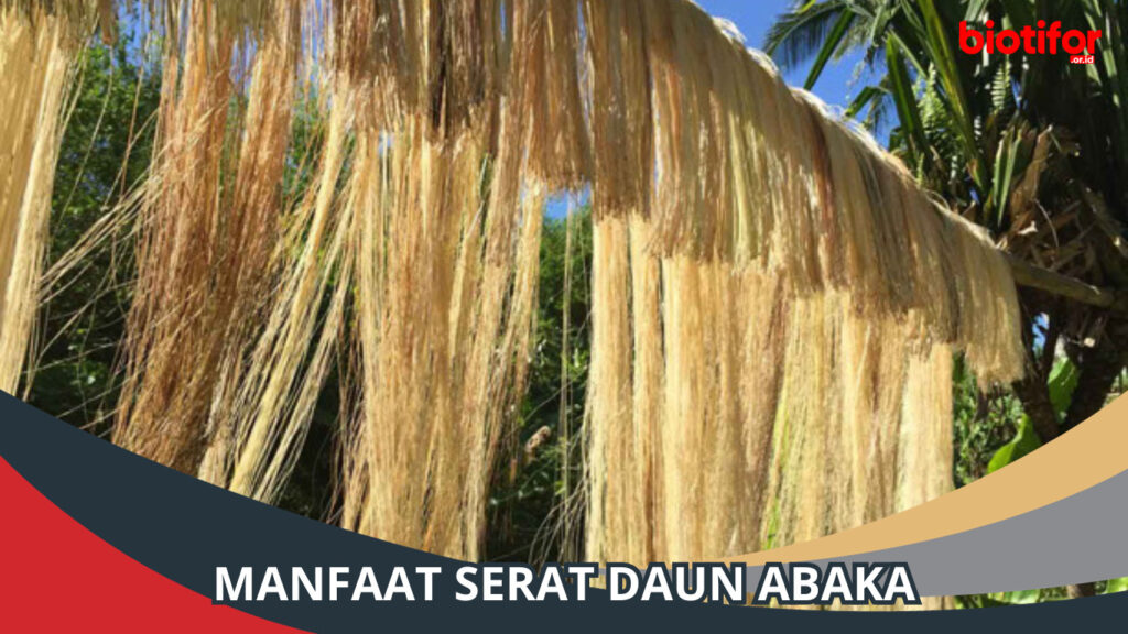 Manfaat Serat Daun Abaka, Sumber Serat Alami - Biotifor