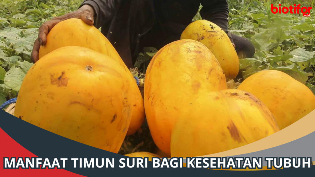 Manfaat Timun Suri Bagi Kesehatan Tubuh - Biotifor