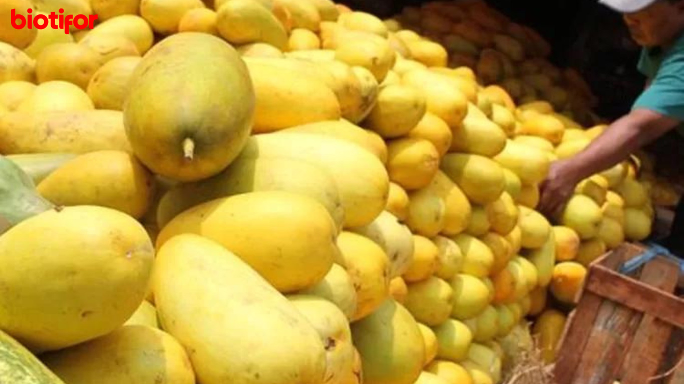 Manfaat Timun Suri Bagi Kesehatan Tubuh - Biotifor