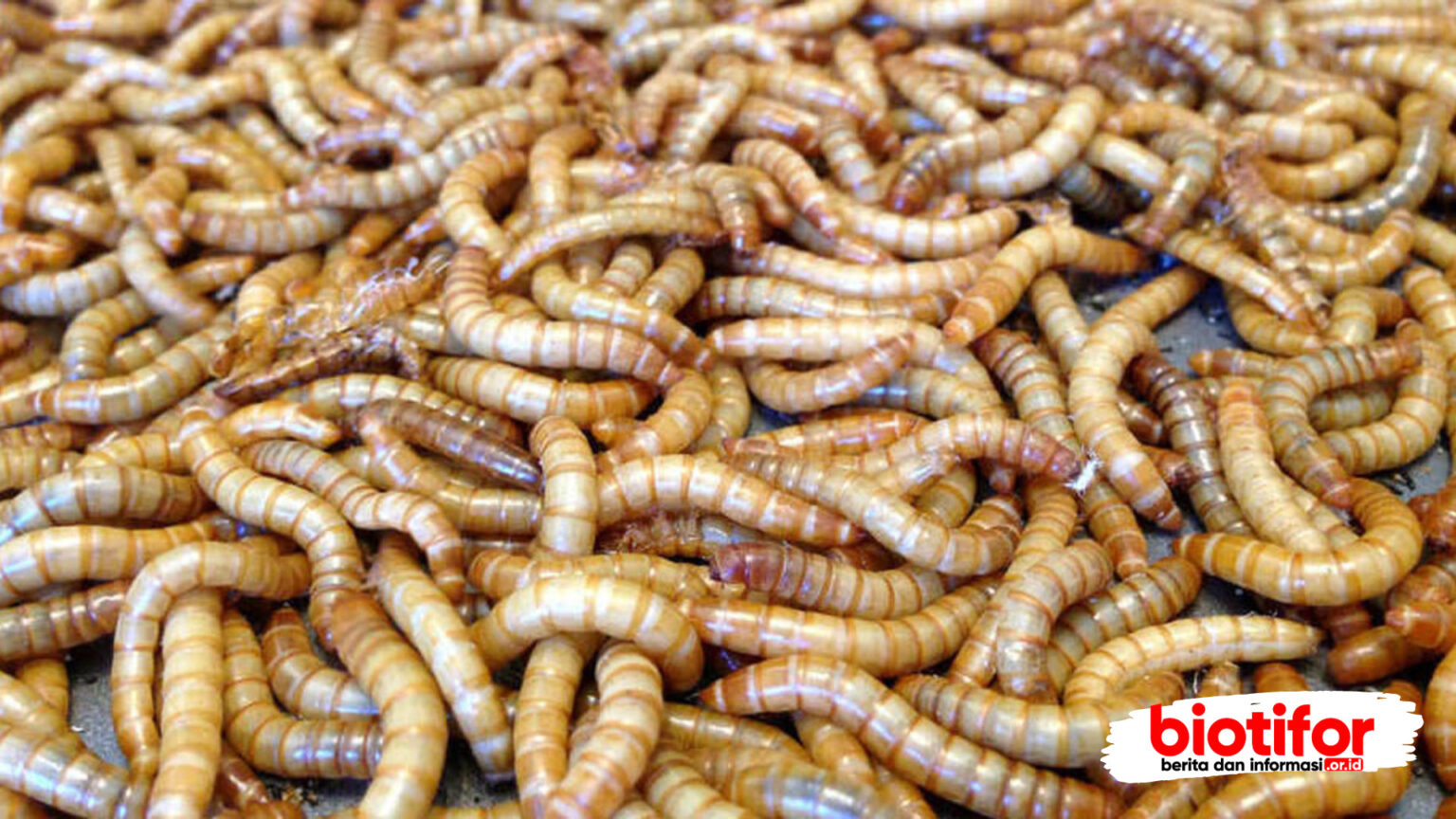 Mengenal Ulat Hongkong dan Manfaatnya Di Berbagai Bidang - Biotifor