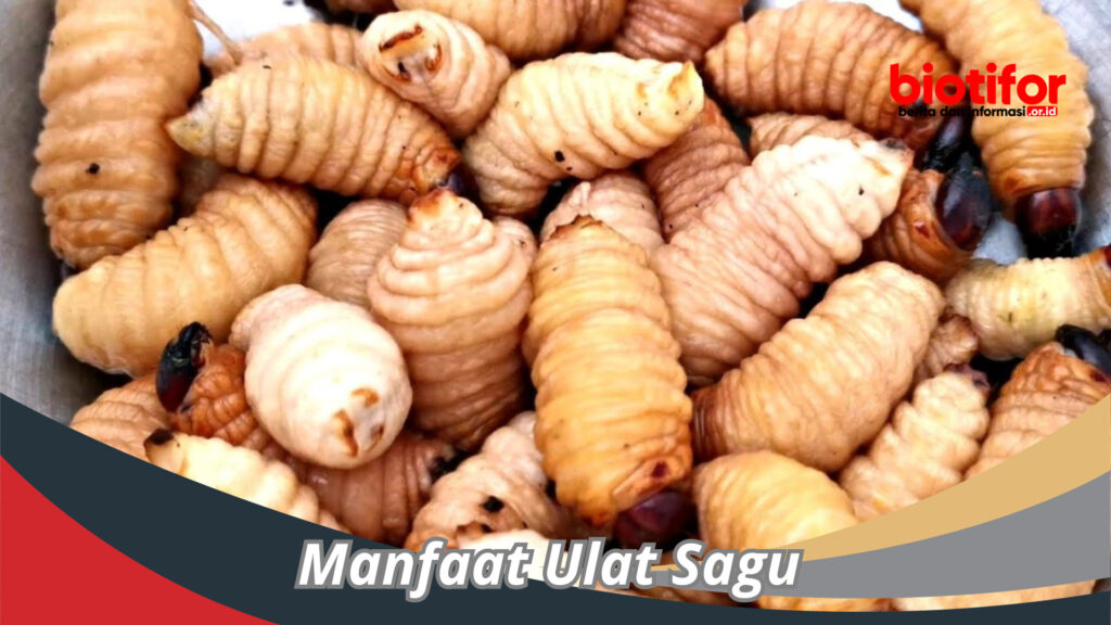 Jangan Anggap Remeh Ulat Sagu, Ini Dia Manfaatnya Yang Luar Biasa ...