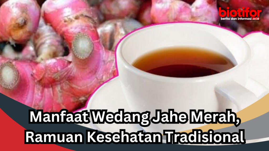 Manfaat Wedang Jahe Merah, Ramuan Kesehatan Tradisional - Biotifor Manfaat Wedang Jahe Merah, Ramuan Kesehatan Tradisional - Biotifor