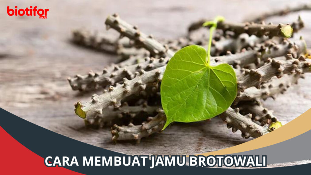 Cara Membuat Jamu Brotowali: Resep Tradisional yang Mudah - Biotifor
