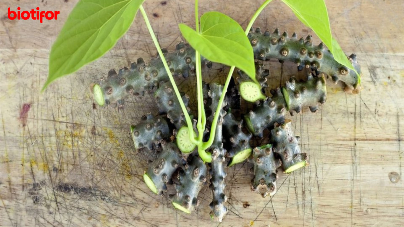Cara Membuat Jamu Brotowali: Resep Tradisional yang Mudah - Biotifor
