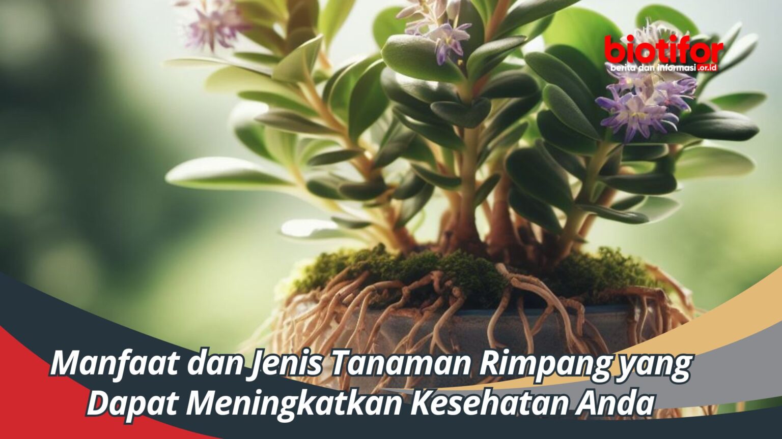 Manfaat dan Jenis Tanaman Rimpang yang Dapat Meningkatkan Kesehatan Anda