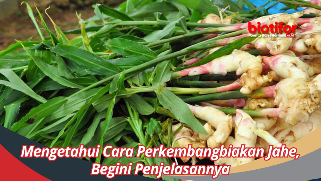 Mengetahui Cara Perkembangbiakan Jahe, Begini Penjelasannya - Biotifor