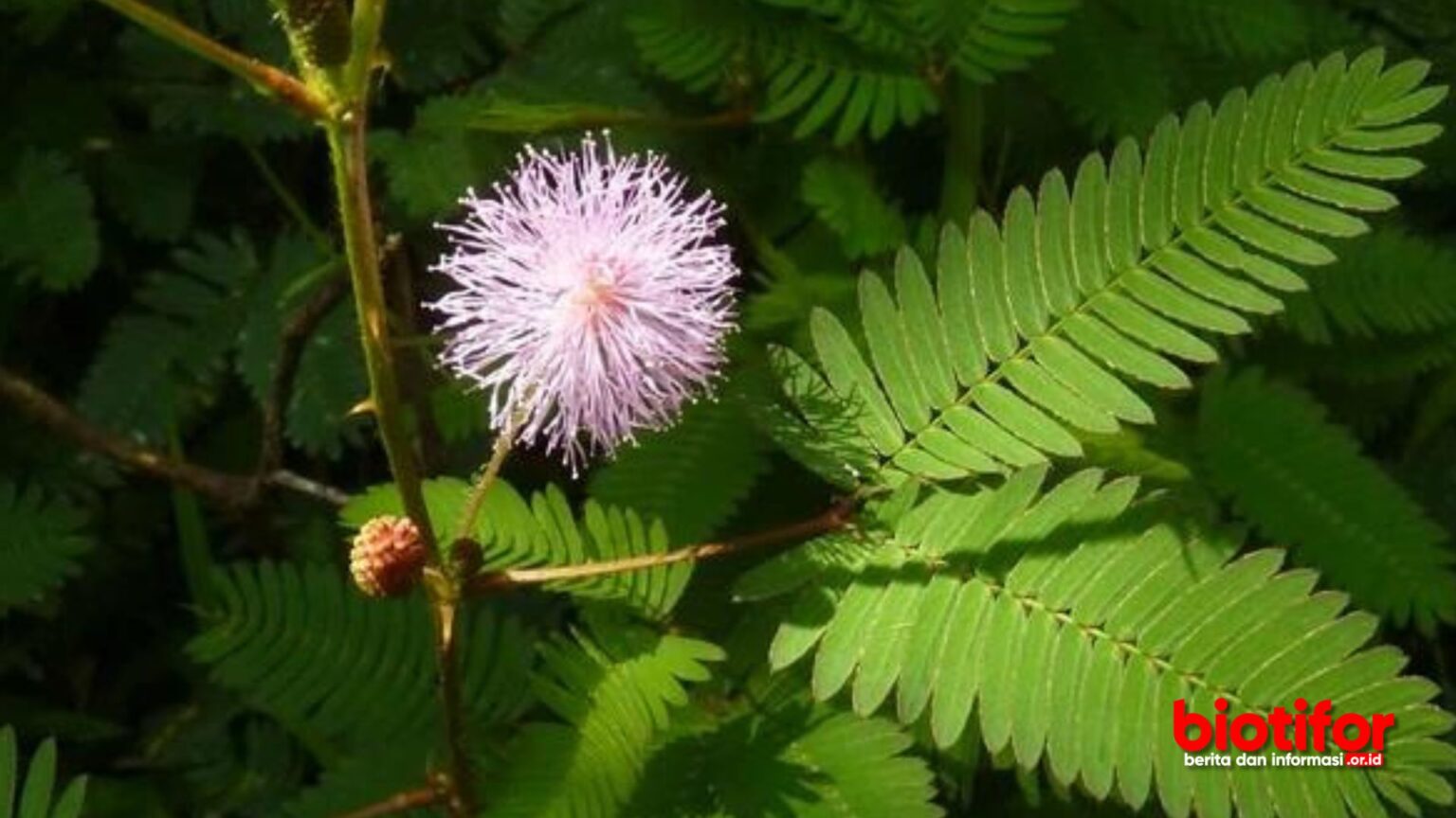 Manfaat Akar Putri Malu, Keajaiban Luar Biasa untuk Kesehatan Anda