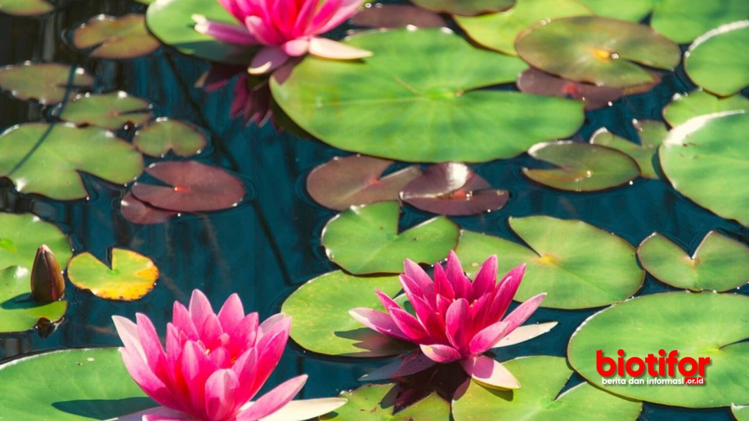 Jenis Tanaman Air Tawar, Keindahan yang Menyegarkan dalam Rumah Anda