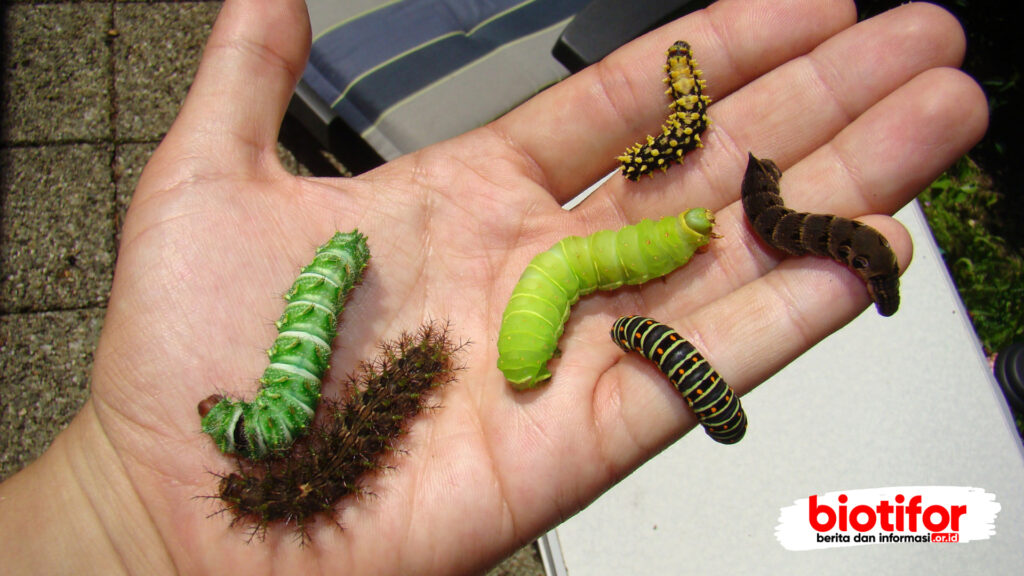 Jangan Jijik Dulu! Ini 5 Jenis Ulat Yang Bisa Dimakan - Biotifor