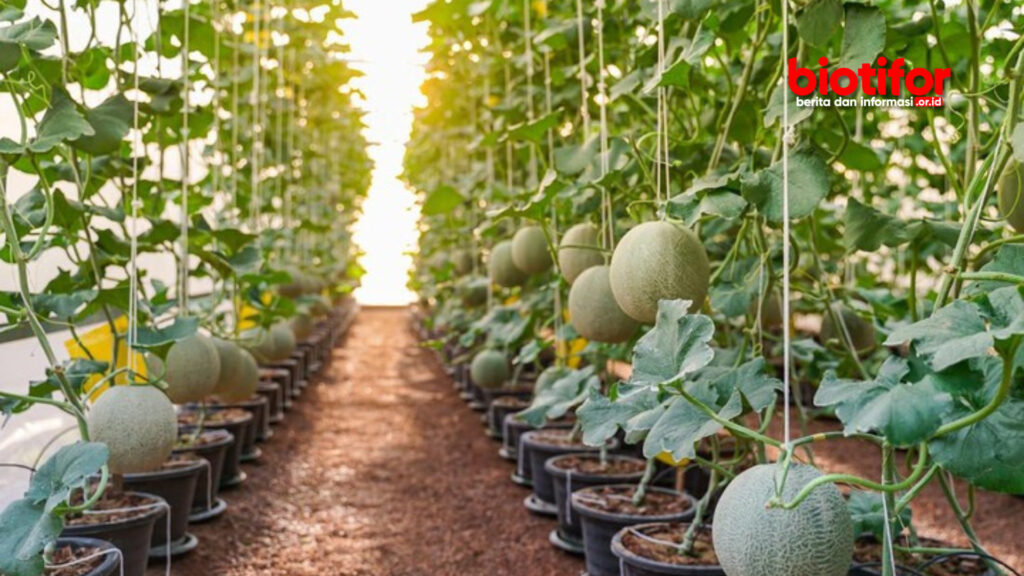 Bahaya Buah Melon, Manfaat Vs Efek Samping - Biotifor Bahaya Buah Melon, Manfaat Vs Efek Samping - Biotifor