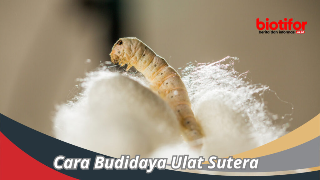 Cara Budidaya Ulat Sutera : Bisa Jadi Bisnis yang Menjanjikan - Biotifor