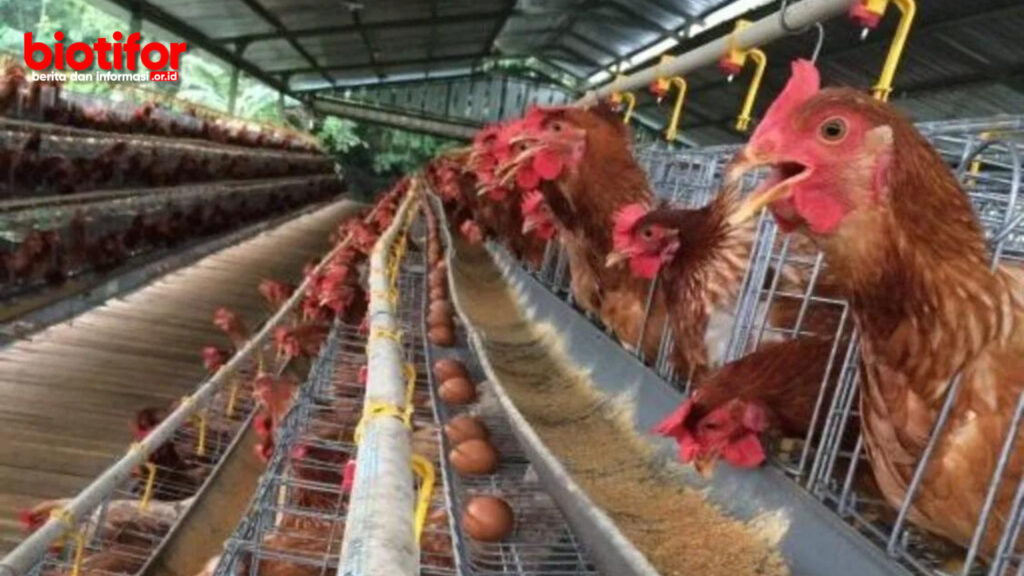 Cara Merawat Ayam Petelur, Tips Sukses Beternak - Biotifor
